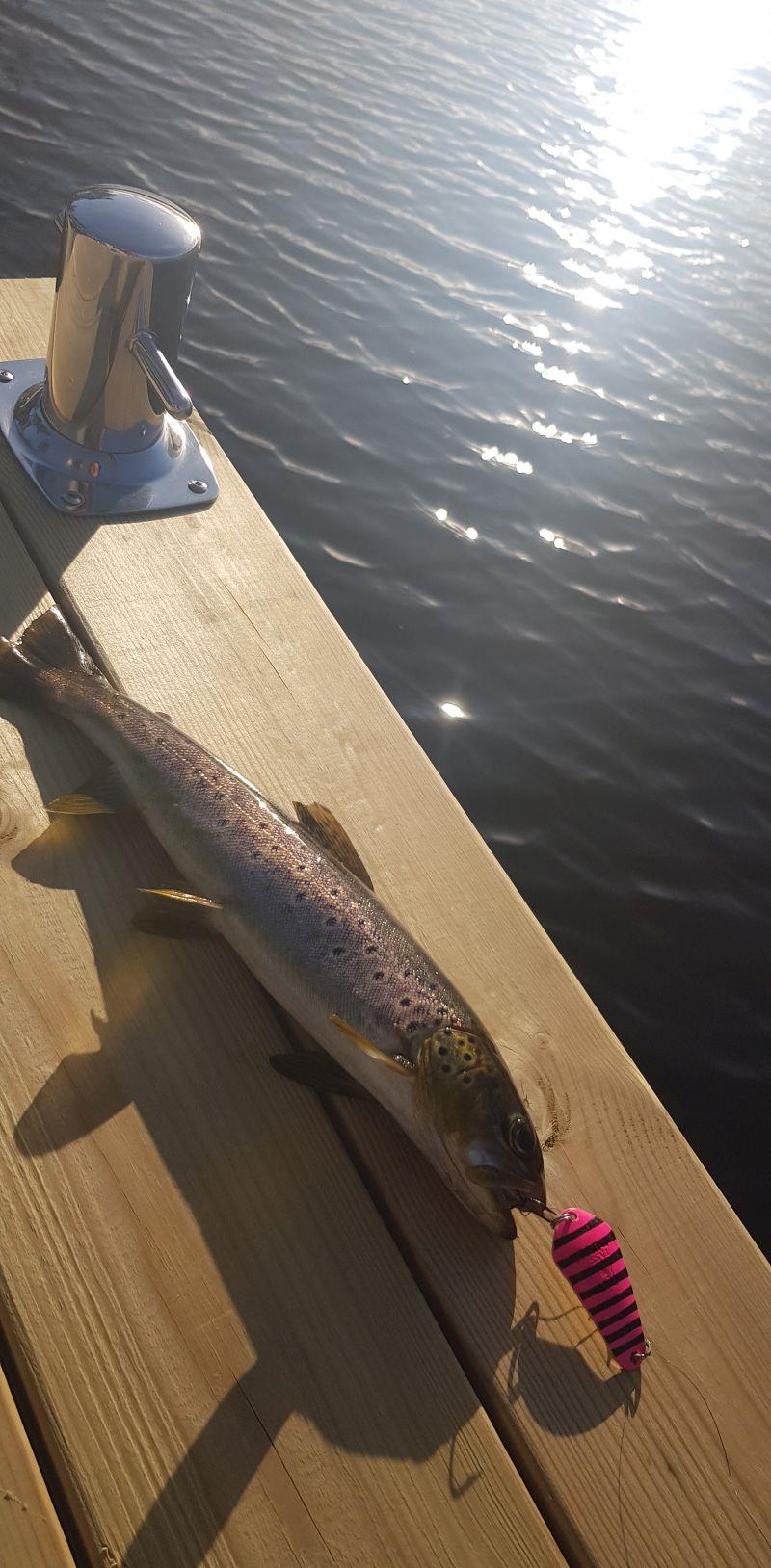 Tasmanian Devil Spoon Pink Panther - 9g - C A Leschbrandt