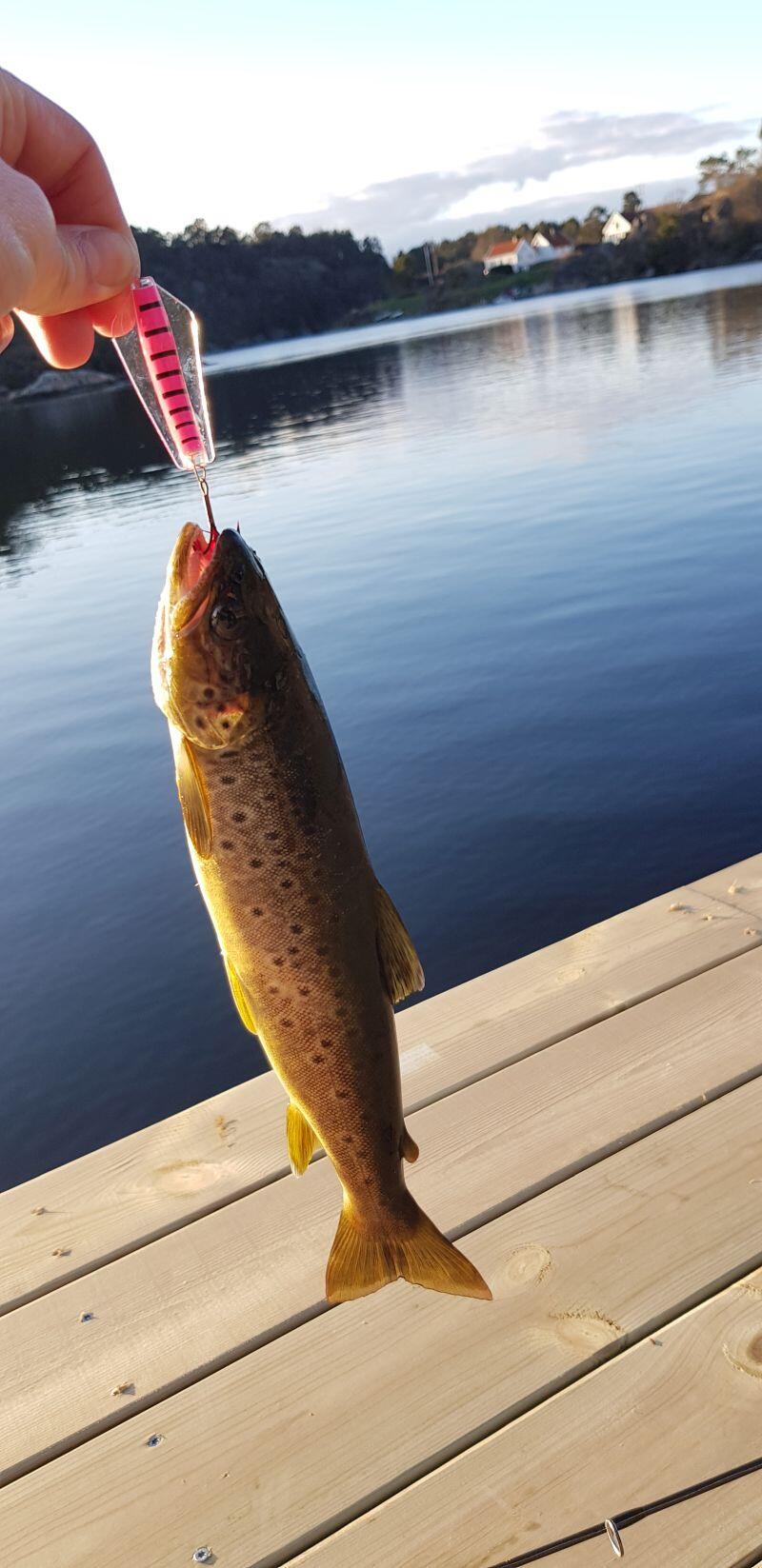 Tasmanian Devil 55 Pink Panther - 13,5gr - C A Leschbrandt